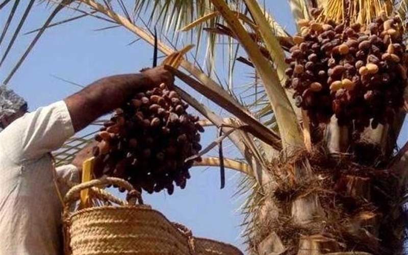 Iran’s Jahrom to Export 16,000 Tons of Fresh Dates by Yearend: Official ...
